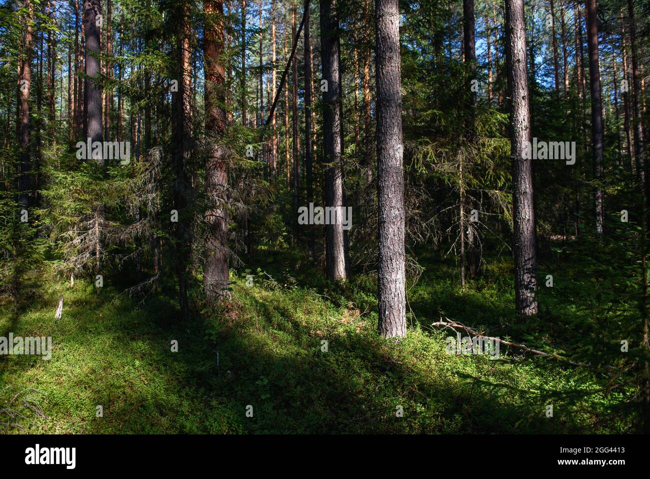 Landscape of the northern forest. A dense forest with fallen trees, fir ...