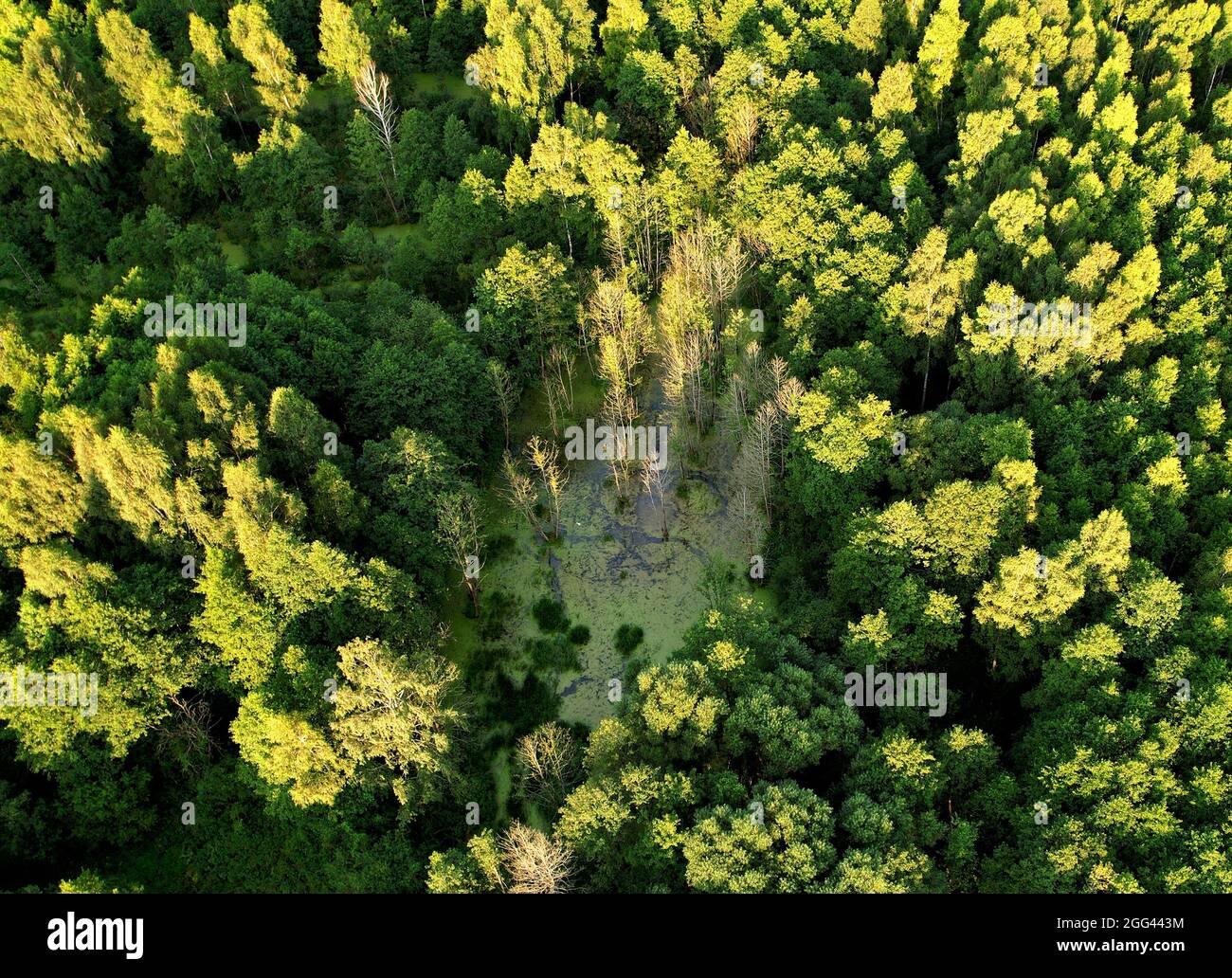 Swamp with trees in the forest. The concept of ecology and ...