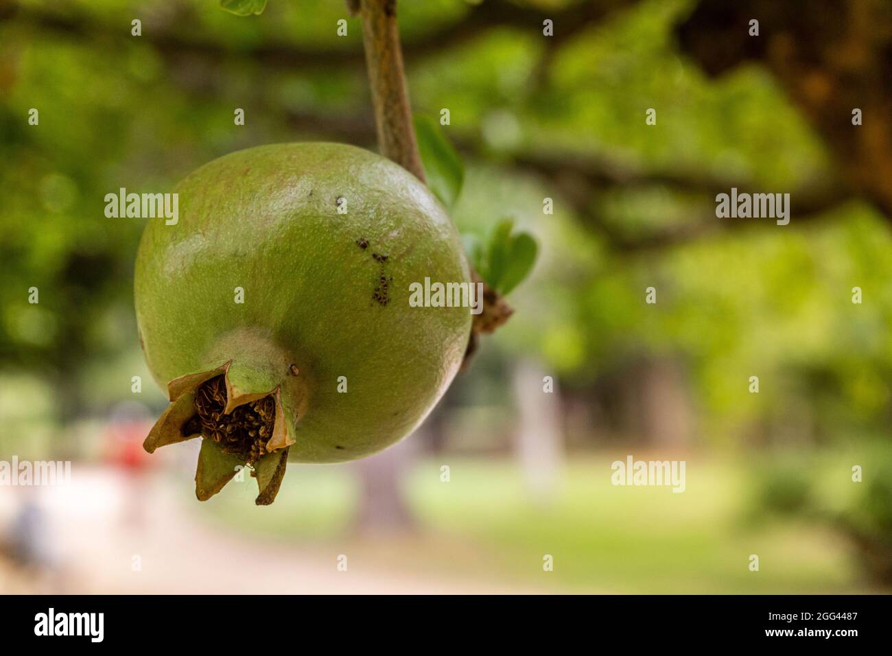Closeup shot of green grenade ripening on a tree Stock Photo - Alamy