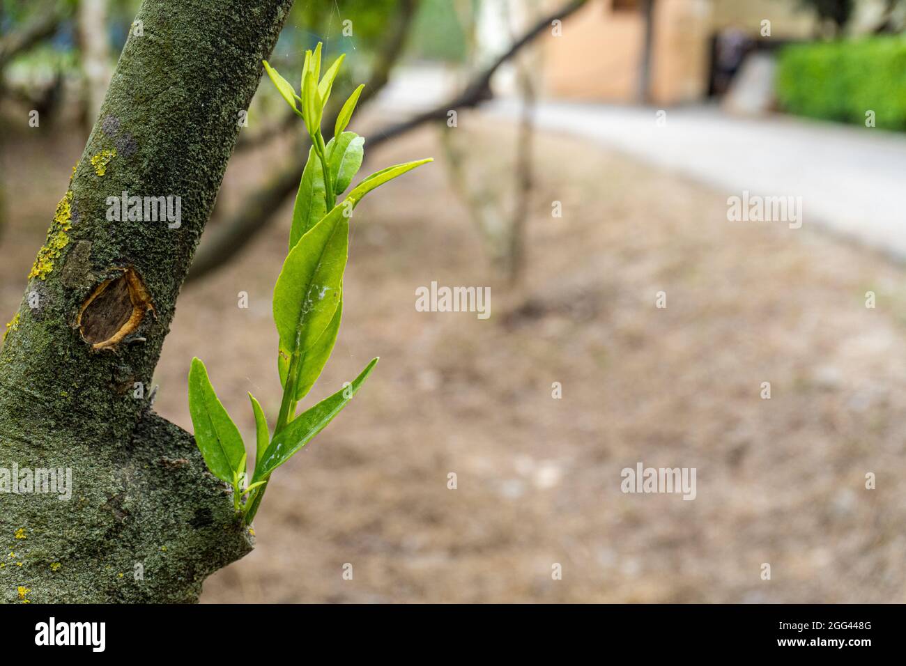 Small branch with young leaves growing on the trunk of a tree Stock ...