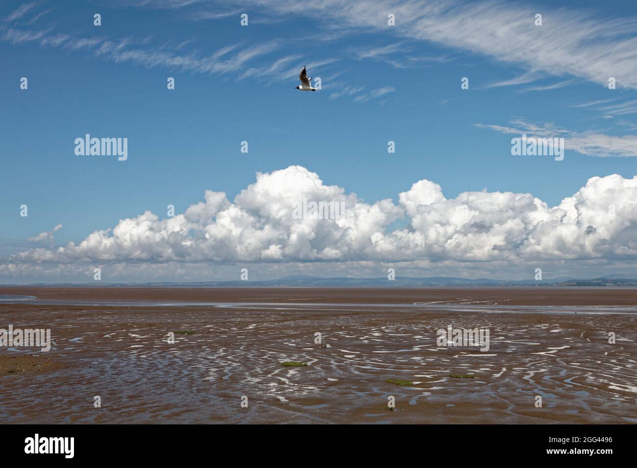 A gull in flight in this view toward distant Lake District fells across ...