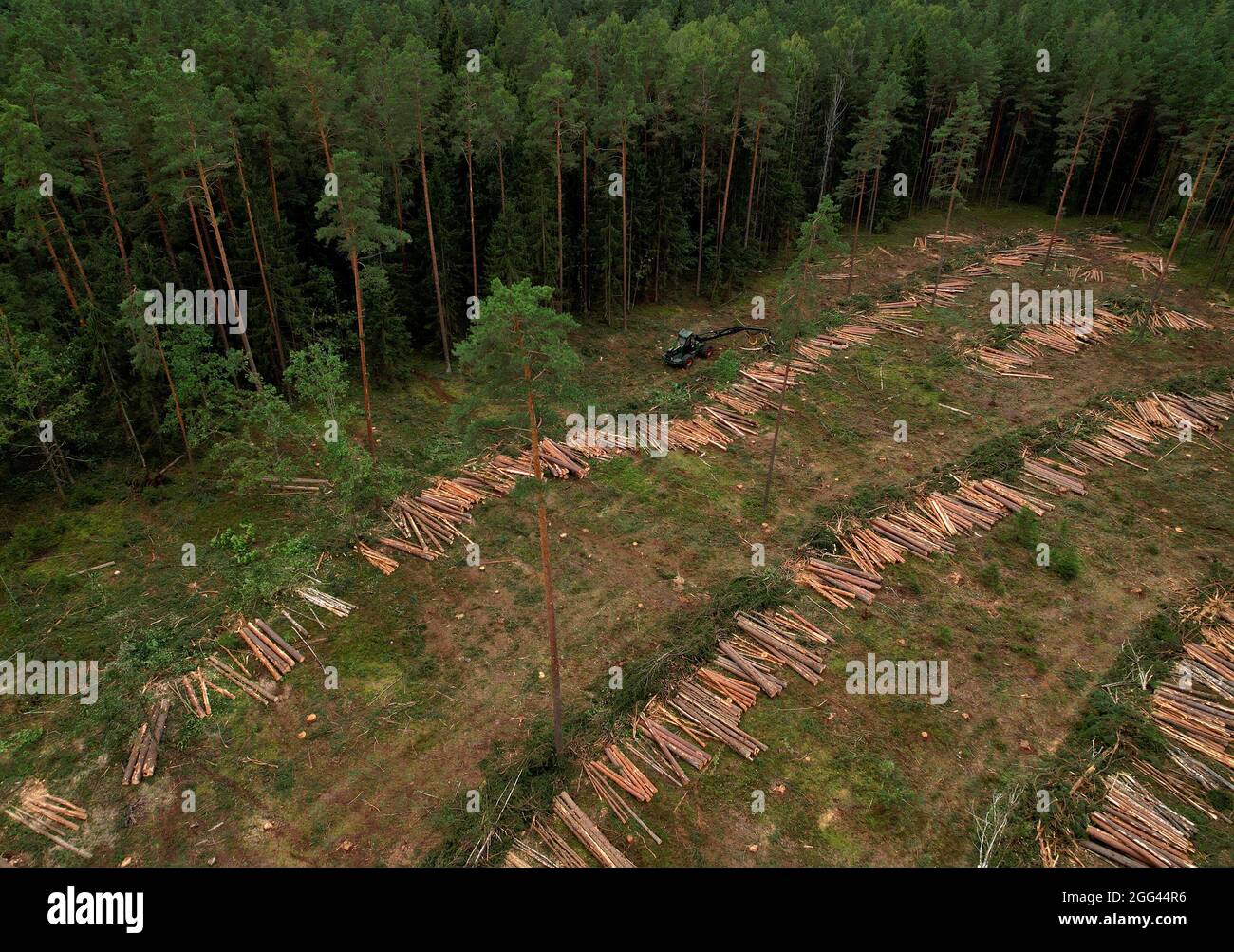 Deforestation forest and Illegal logging. Cutting trees. Stacks of cut ...