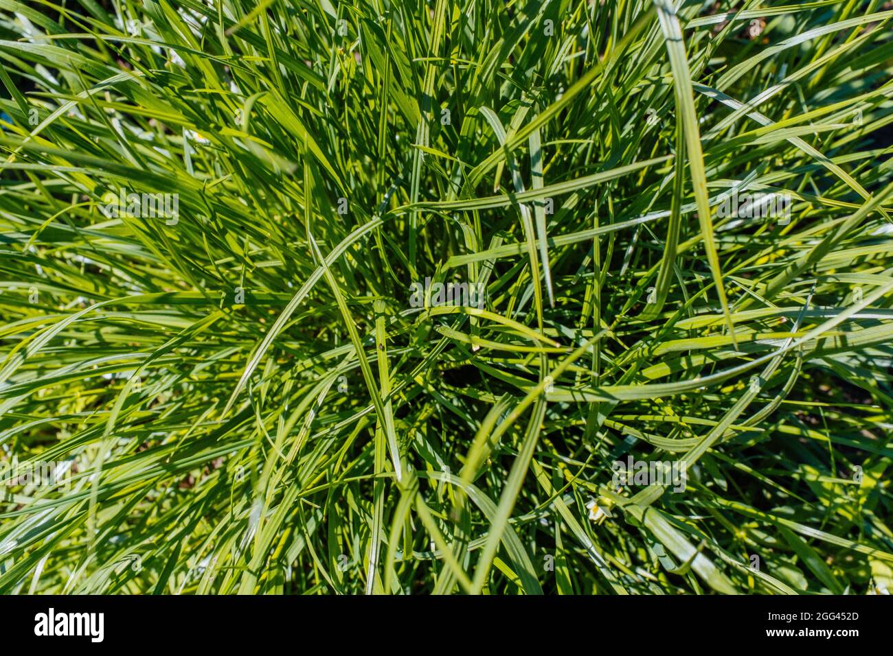 Green grass, top view. Natural green grass background for design or ...