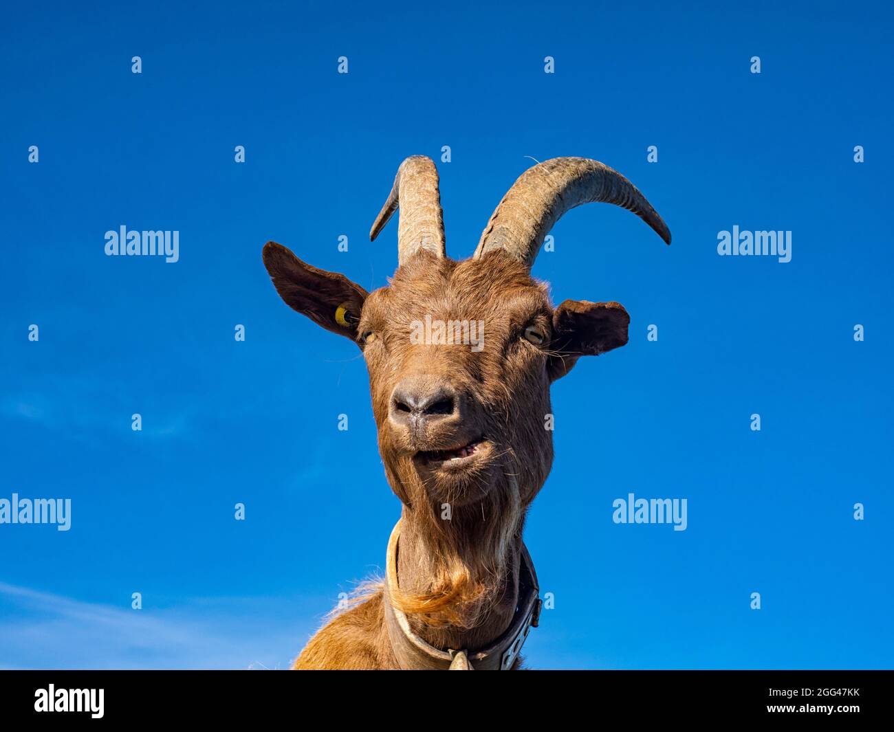 Long horned goat grazing in hi-res stock photography and images - Alamy