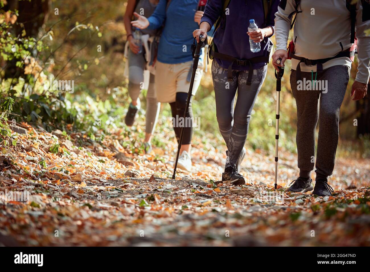 Hikers walking the trail through the woods Stock Photo - Alamy