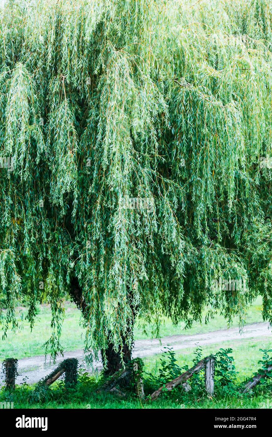 Deforestation vertical hi-res stock photography and images - Alamy