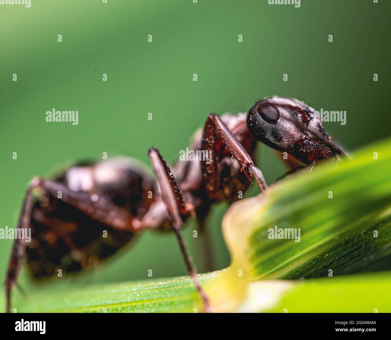 Close up shot of an ant Stock Photo - Alamy