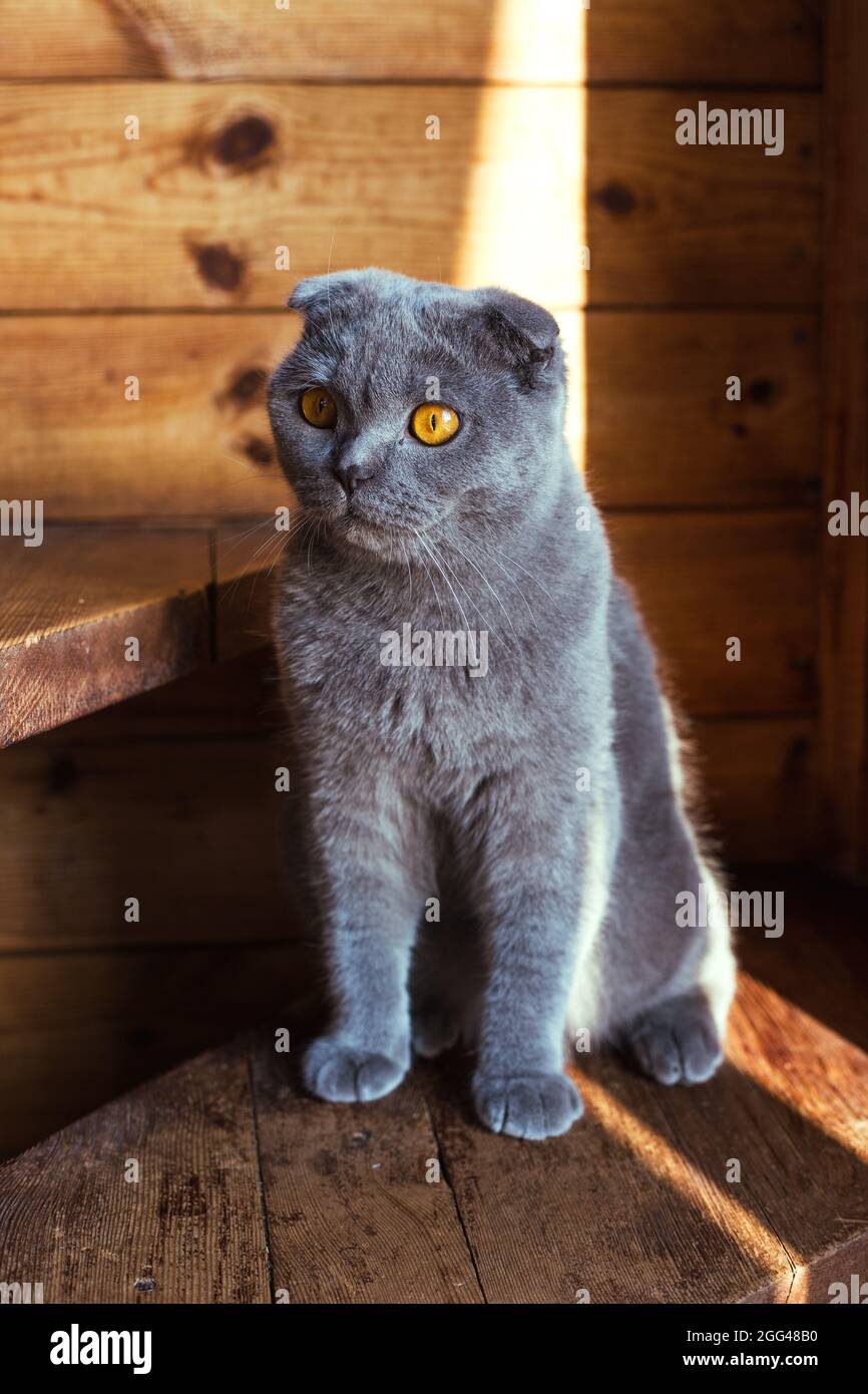 Gray scottish fold cat sitting on wooden steps Stock Photo - Alamy