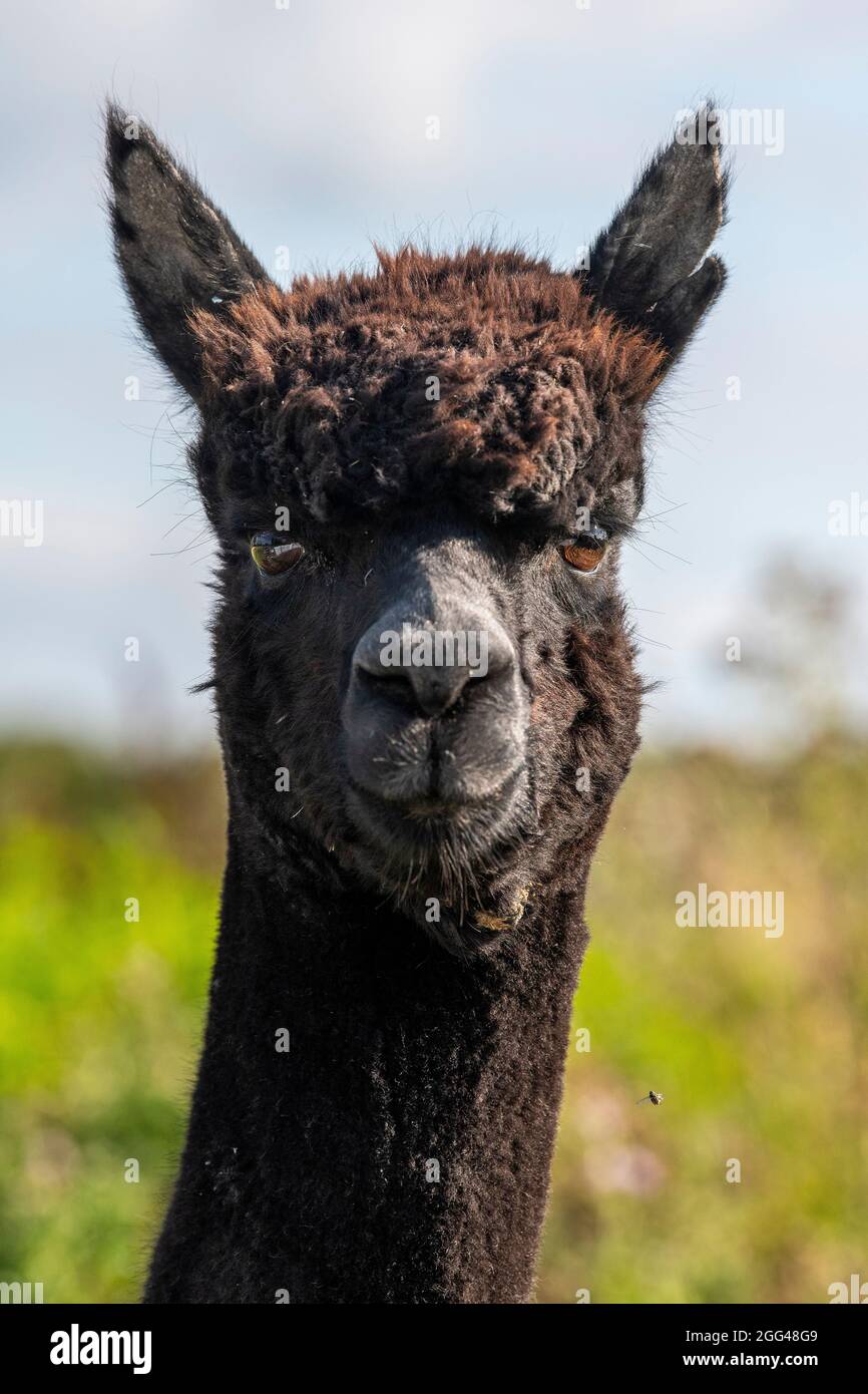 Geronimo the alpaca awaits his fate at Shepherds Close Farm in Wooton ...