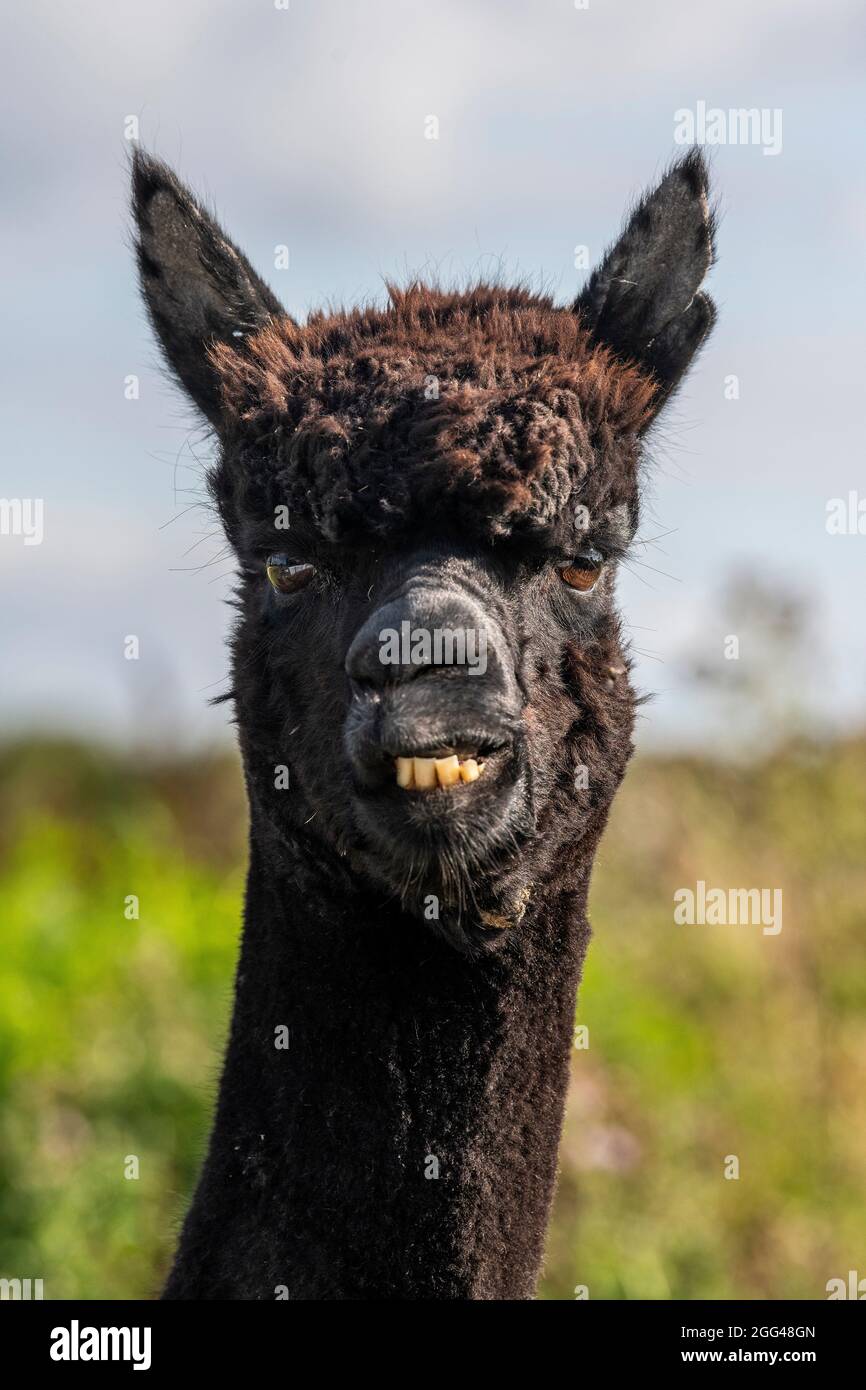 Geronimo the alpaca awaits his fate at Shepherds Close Farm in Wooton ...