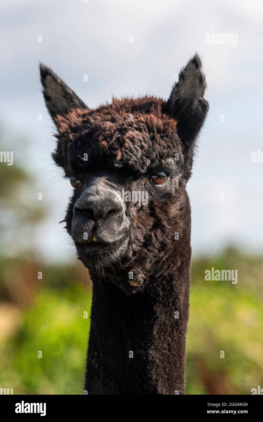 Geronimo the alpaca awaits his fate at Shepherds Close Farm in Wooton ...