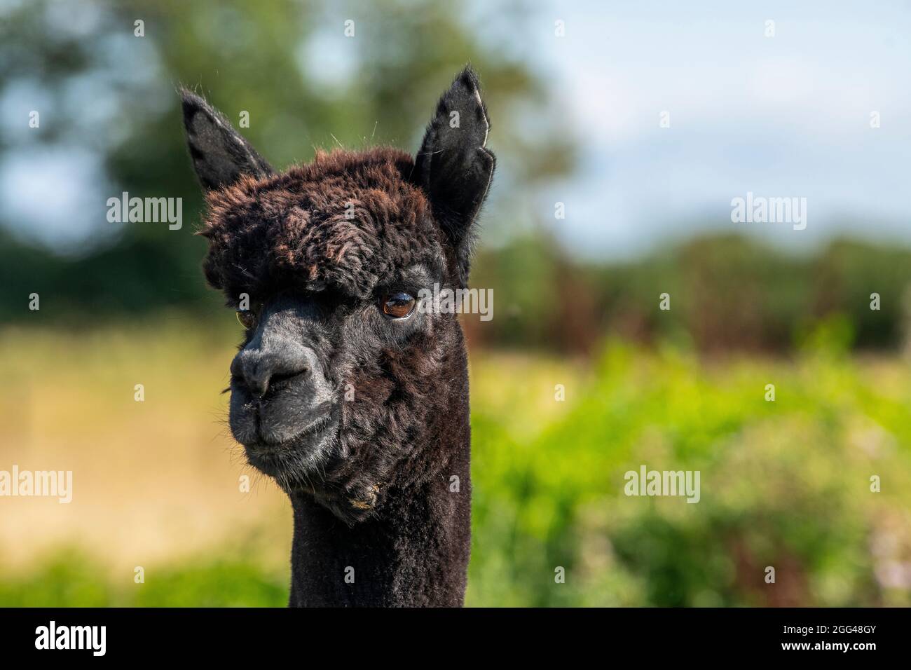 Geronimo the alpaca awaits his fate at Shepherds Close Farm in Wooton ...