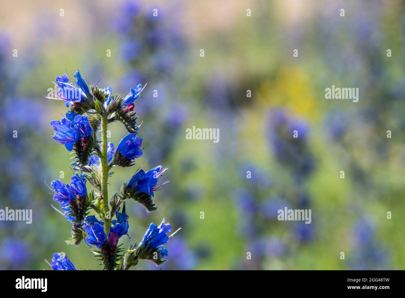 Echium vulgare flower hi-res stock photography and images - Alamy
