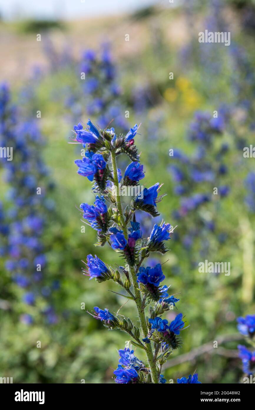 Echium vulgare flower hi-res stock photography and images - Alamy