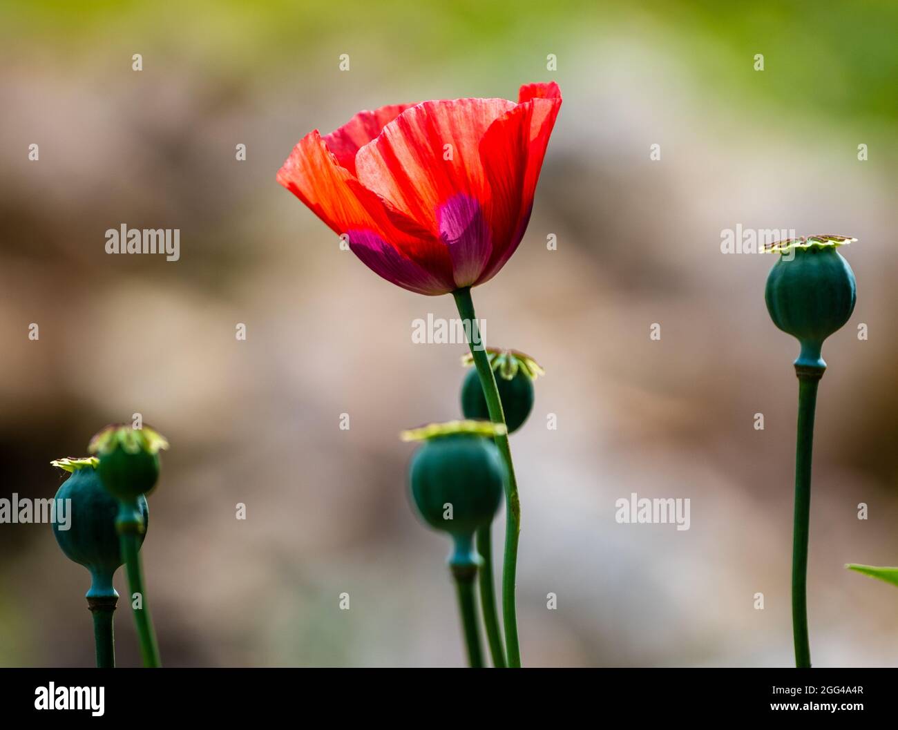 Single red poppy flower amongst several bubs without petals growing in ...
