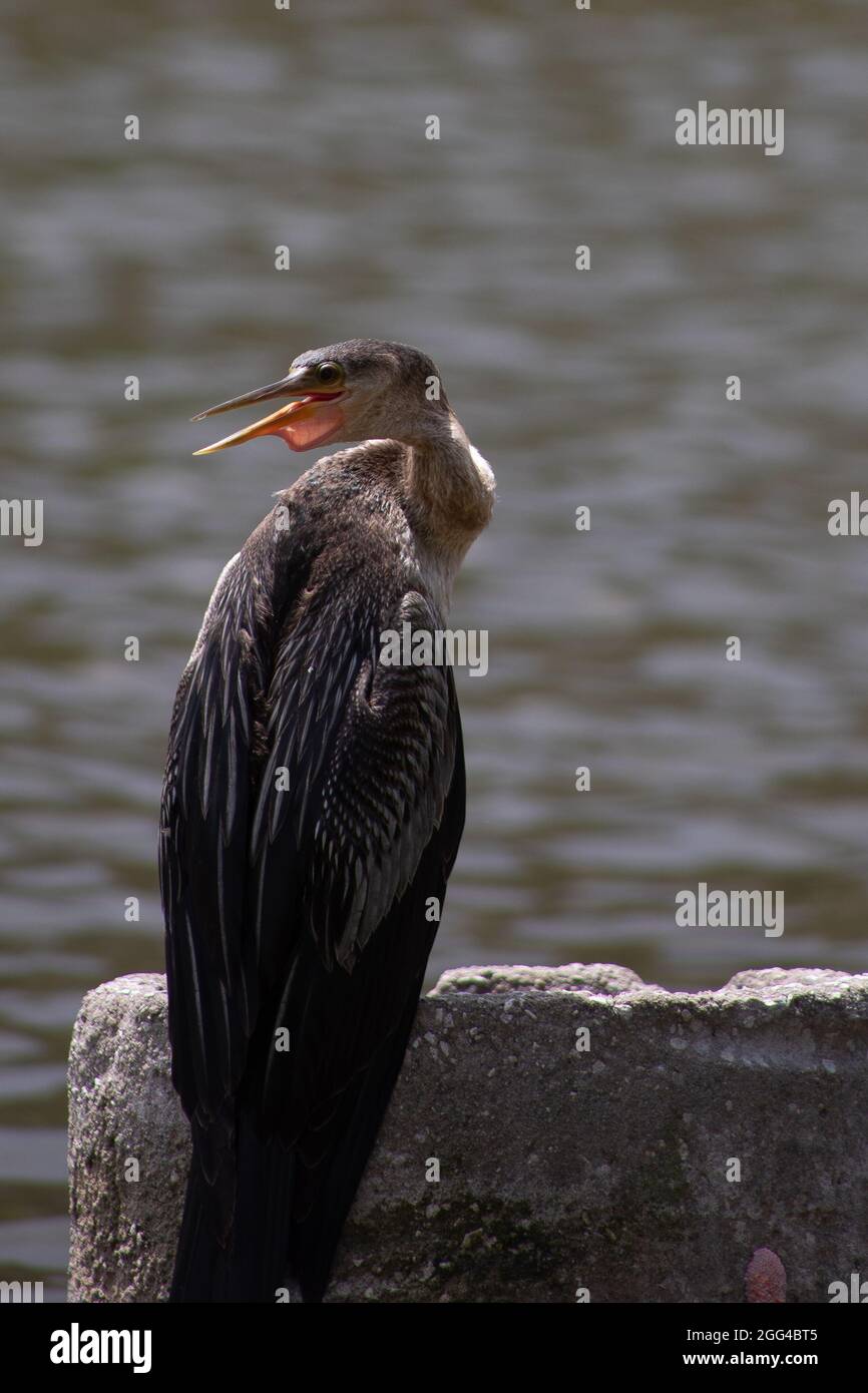 Snake bird drying after a dive Stock Photo - Alamy