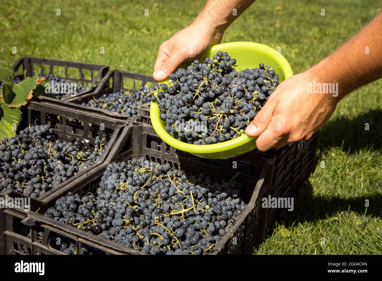 Grape harvest. The fruits collected by hand are laid out in a container ...