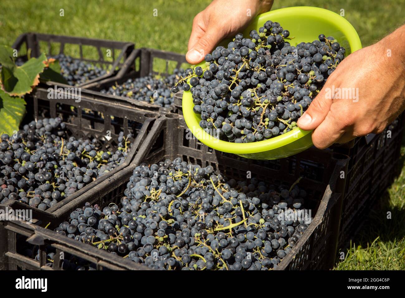 Grape harvest. The fruits collected by hand are laid out in a container. Wine grapes are ...