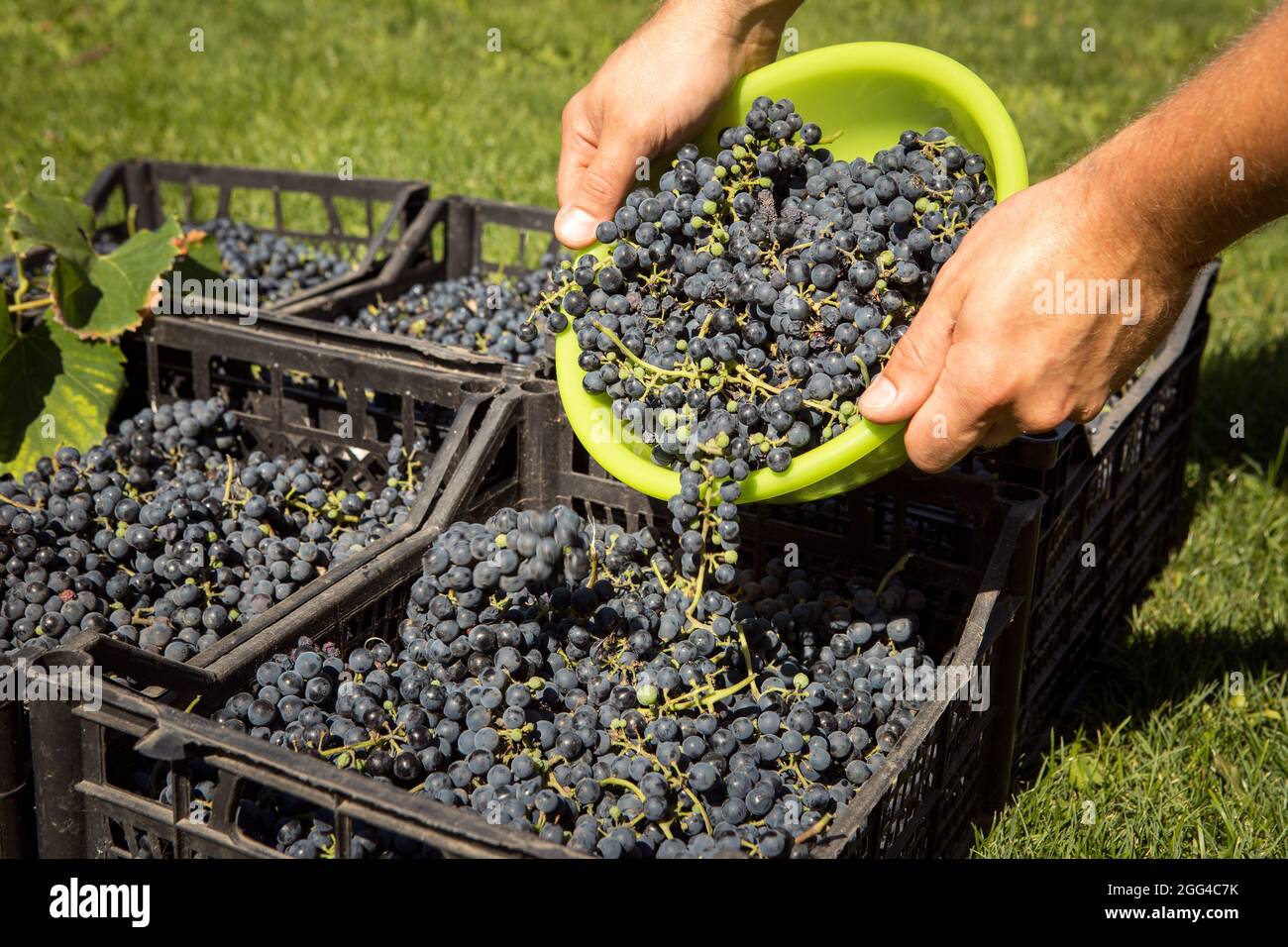Grape harvest. The fruits collected by hand are laid out in a container. Wine grapes are ...