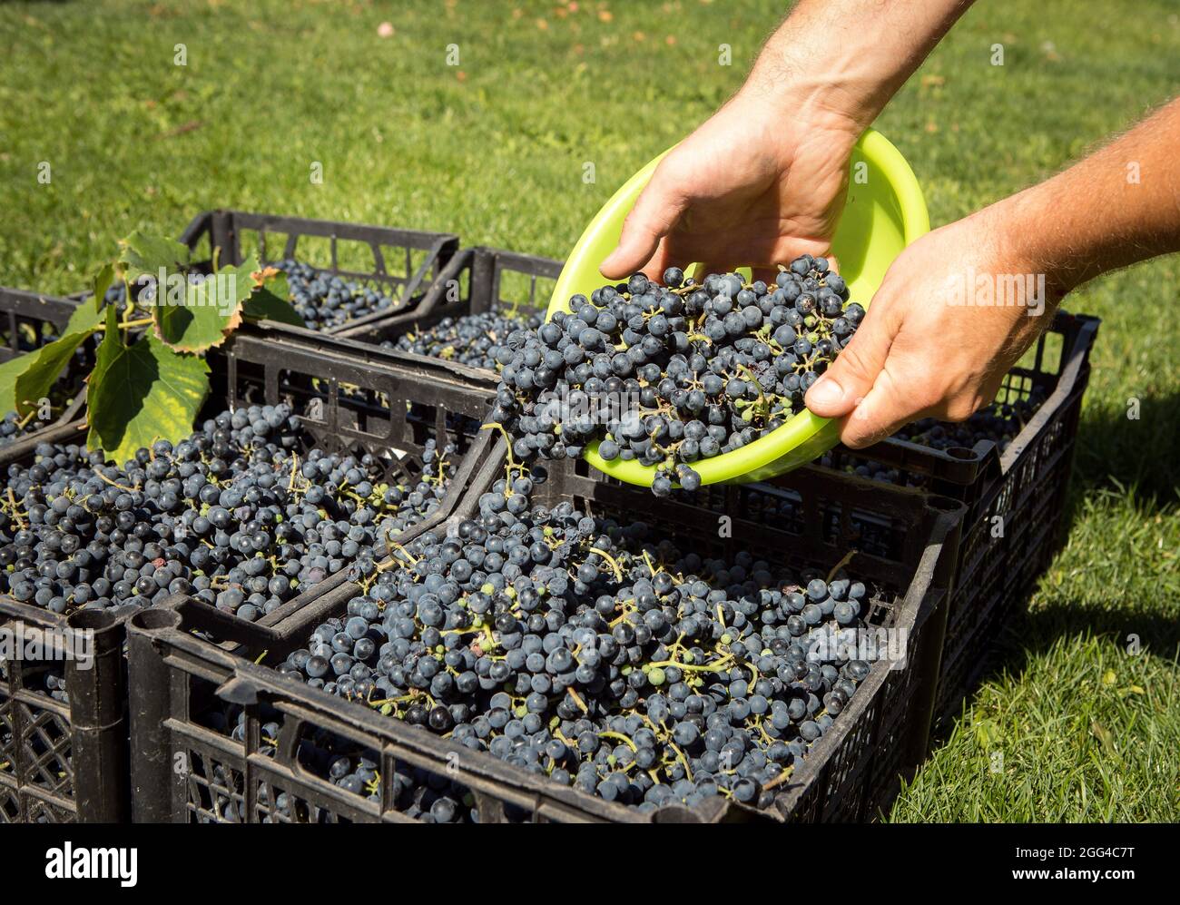 Grape harvest. The fruits collected by hand are laid out in a container. Wine grapes are ...