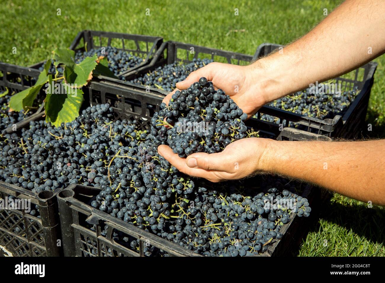 Grape harvest. Wine grapes are collected in boxes. The winemaker checks ...