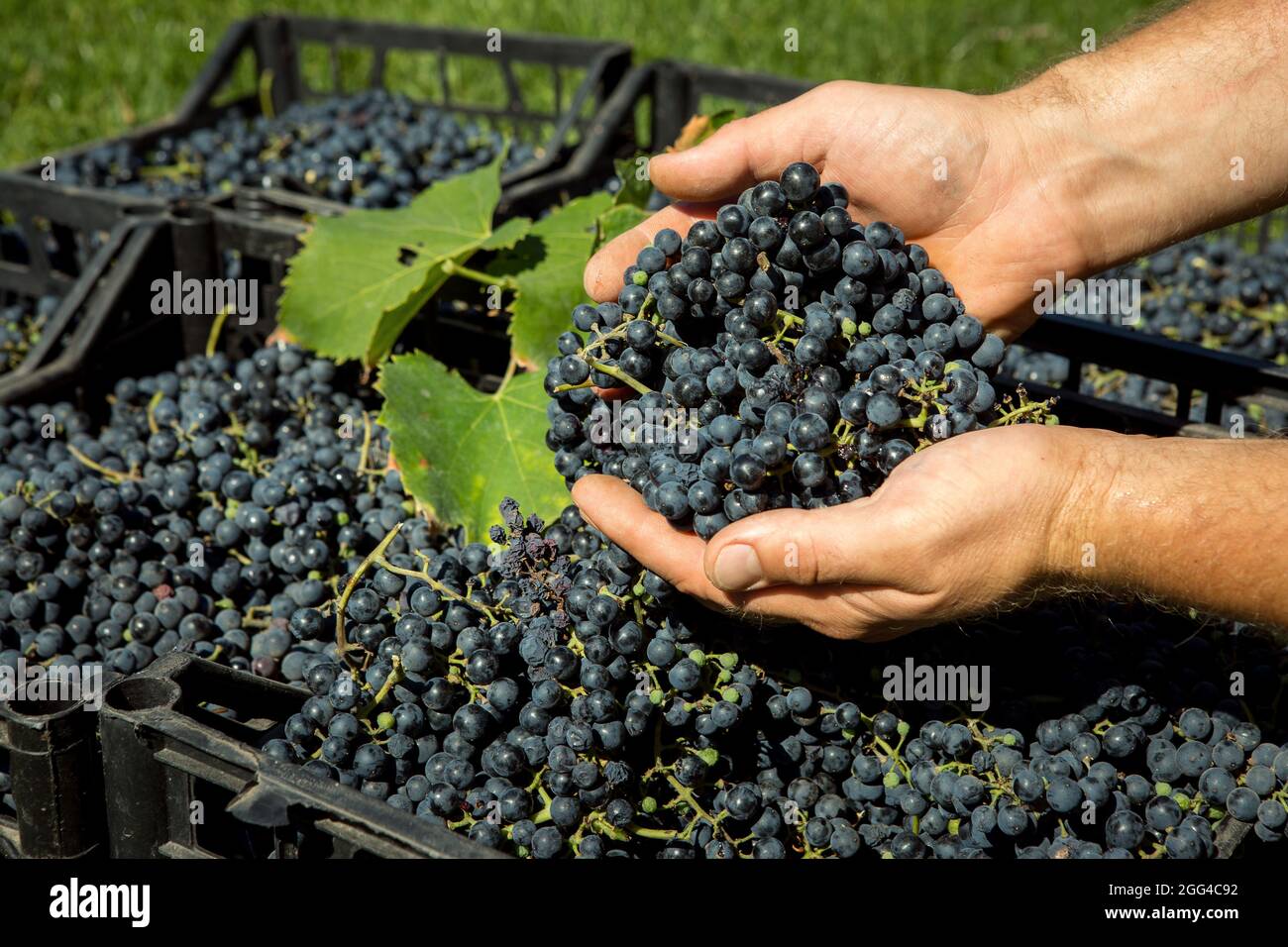 Grape harvest. Wine grapes are collected in boxes. The winemaker checks the readiness of the ...