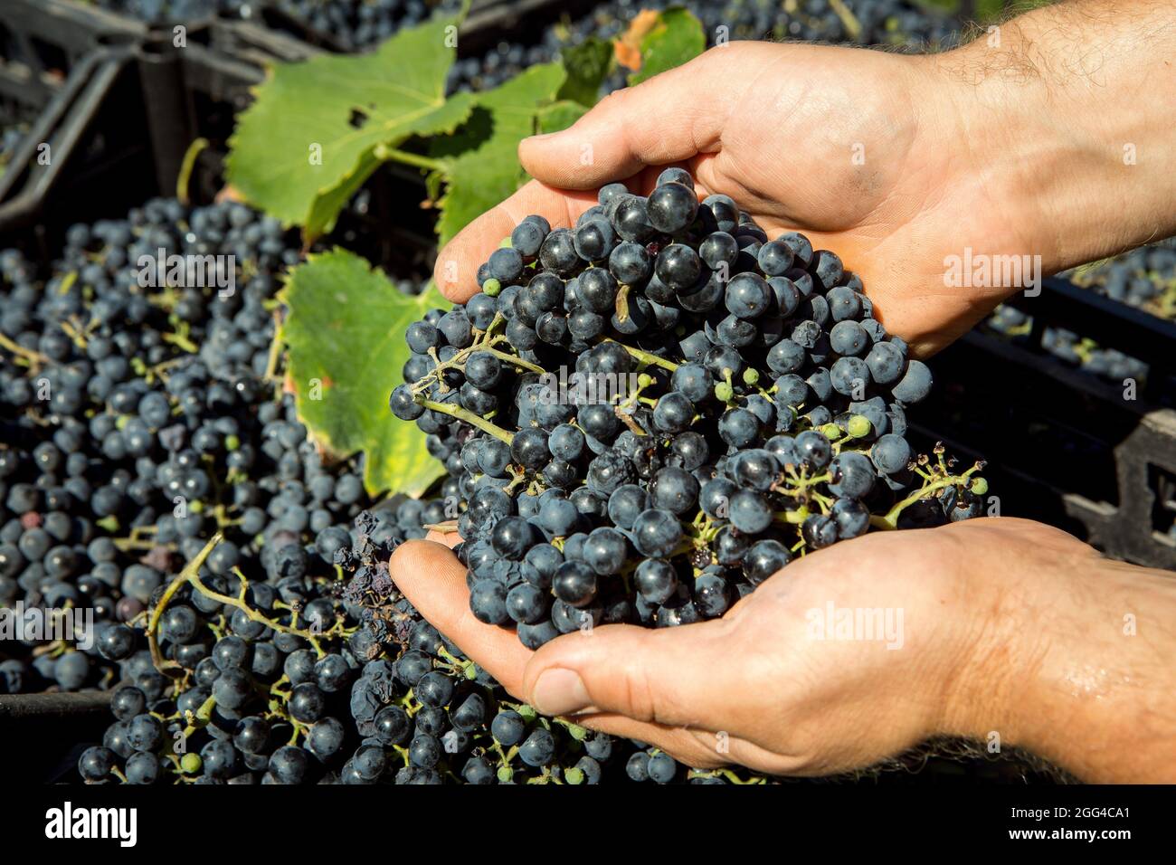 Grape harvest. Wine grapes are collected in boxes. The winemaker checks the readiness of the ...