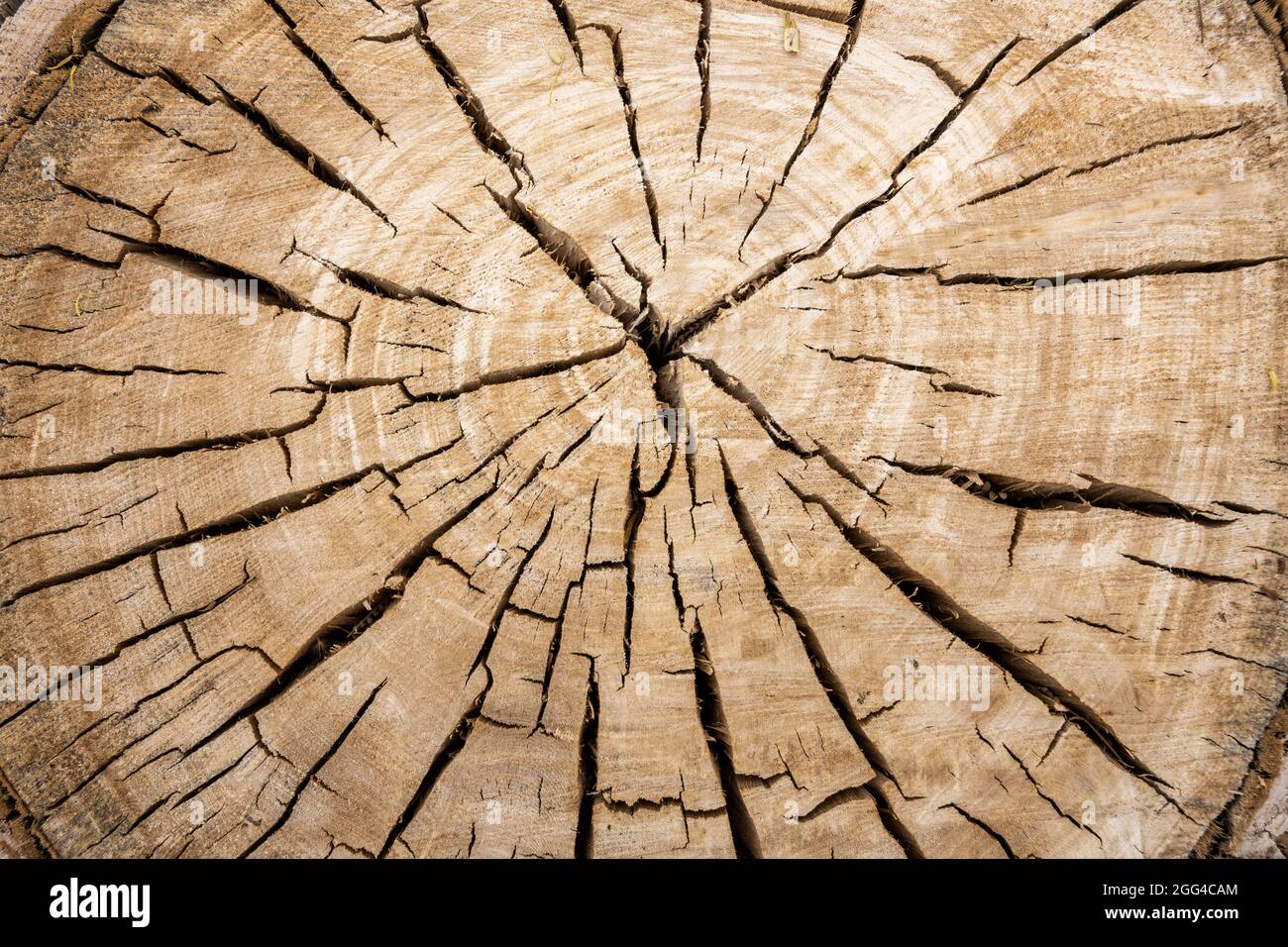 Cross Section Of Tree Cracking As It Dries Stock Photo - Alamy