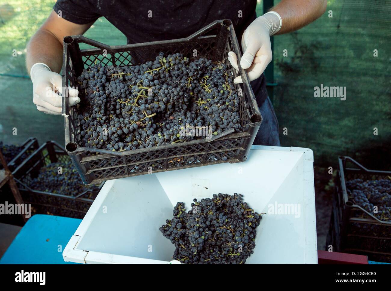 Wine harvest. The winemaker puts the collected bunches into a hand crusher. Autumn is the time ...