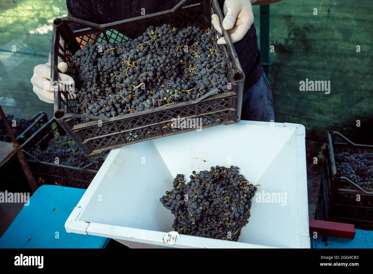 Wine harvest. The winemaker puts the collected bunches into a hand crusher. Autumn is the time ...
