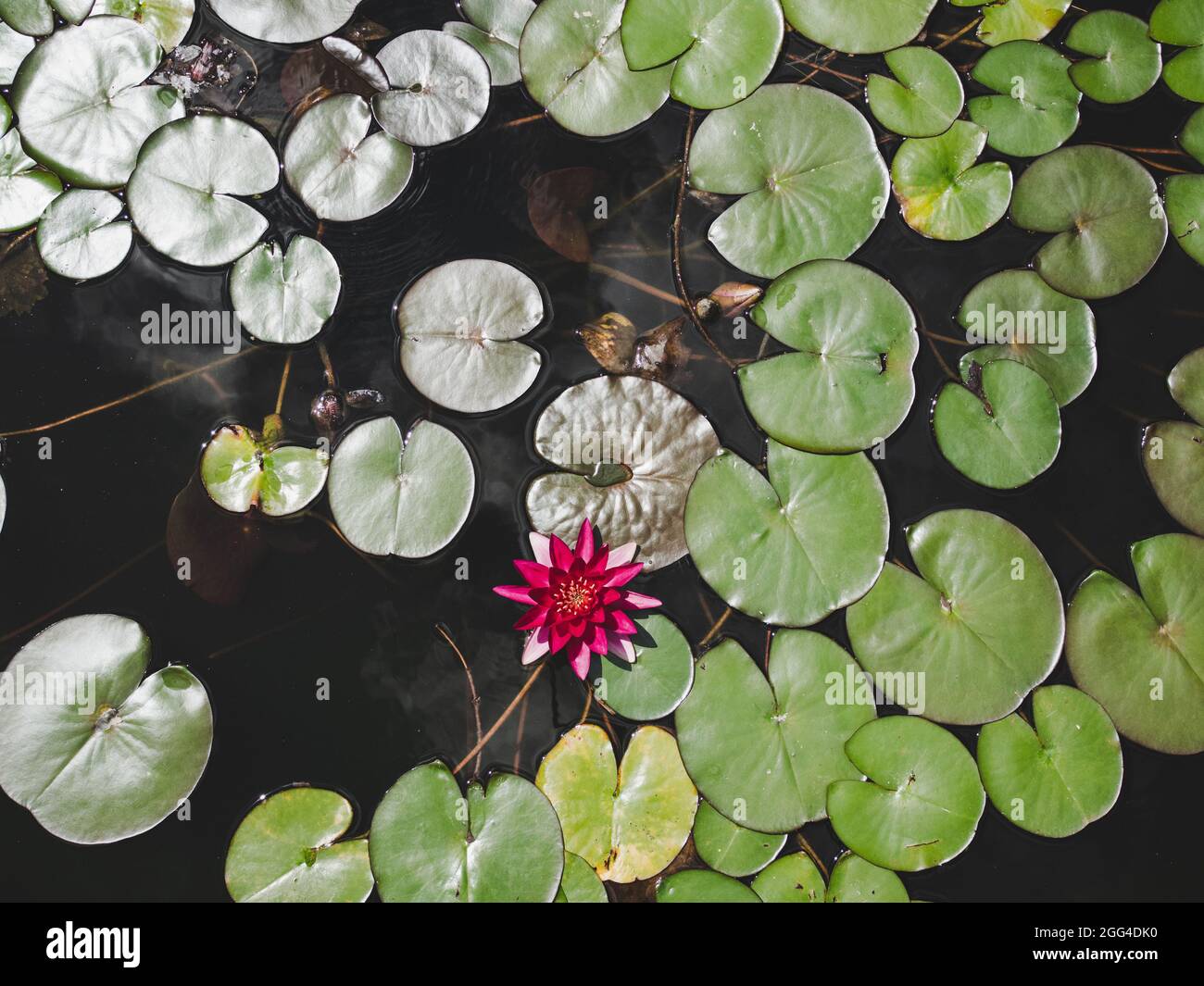 Beautiful Lily Pads