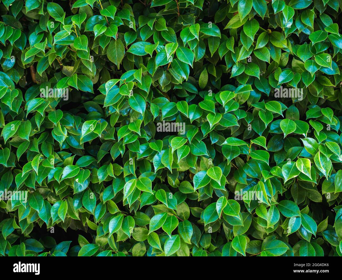 Closeup of beautiful lush greenery on a warm summer day Stock Photo - Alamy