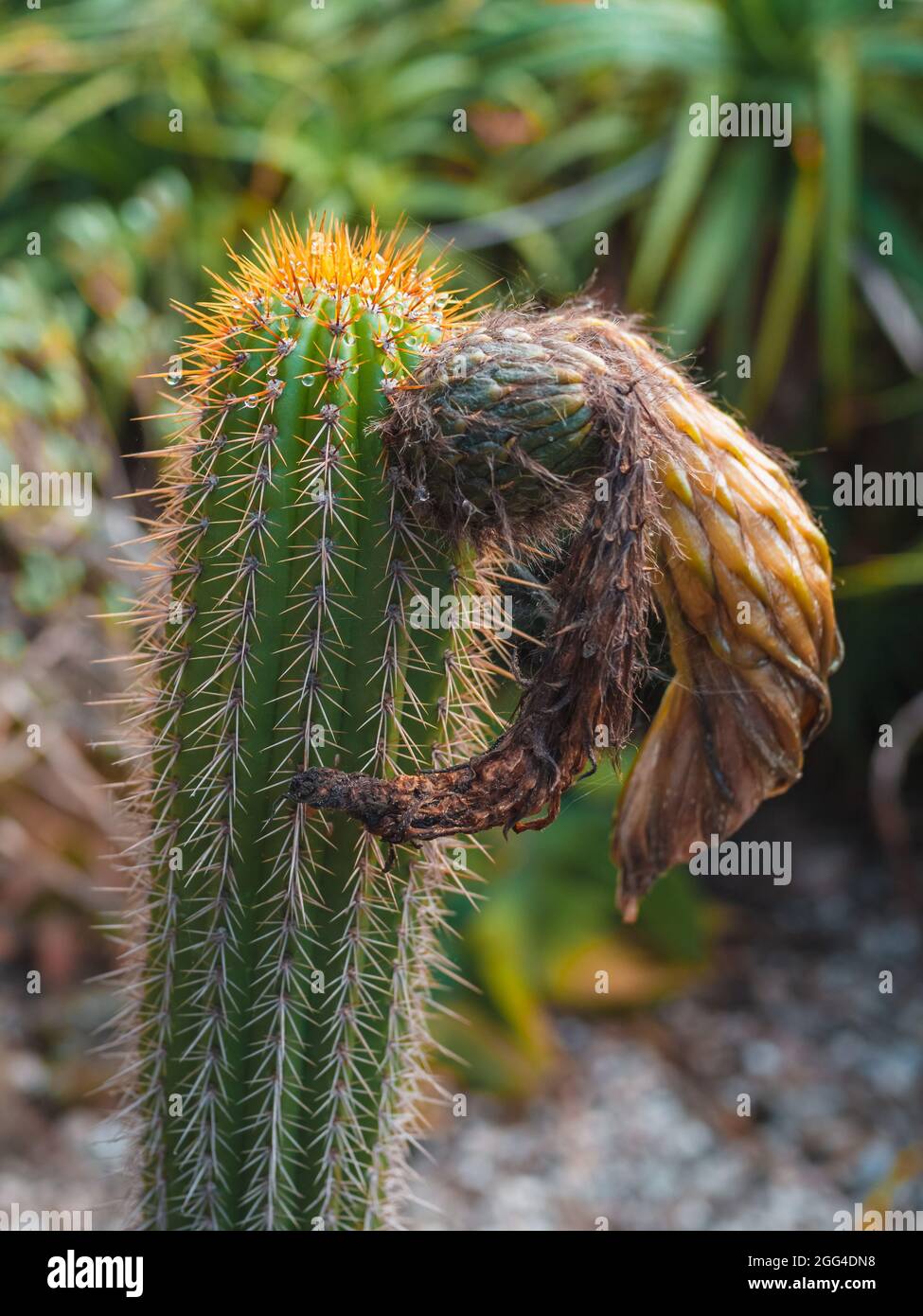 Vertical closeup of a beautiful cactus with a flower growing out of it ...