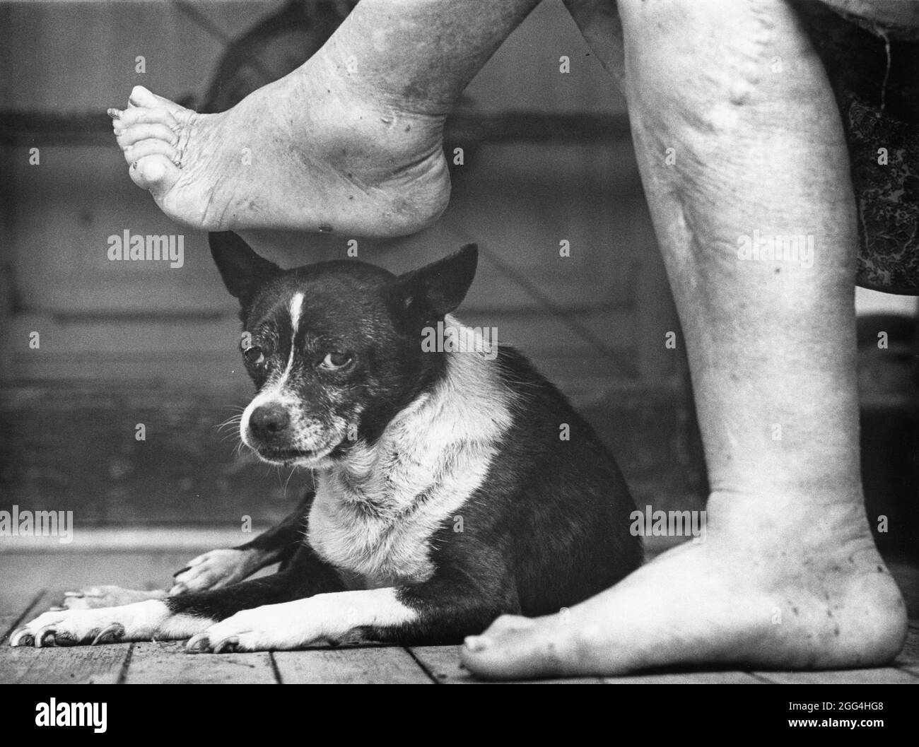 1977: Old dog nestles next to its elderly owner's legs, Calvert Texas ...