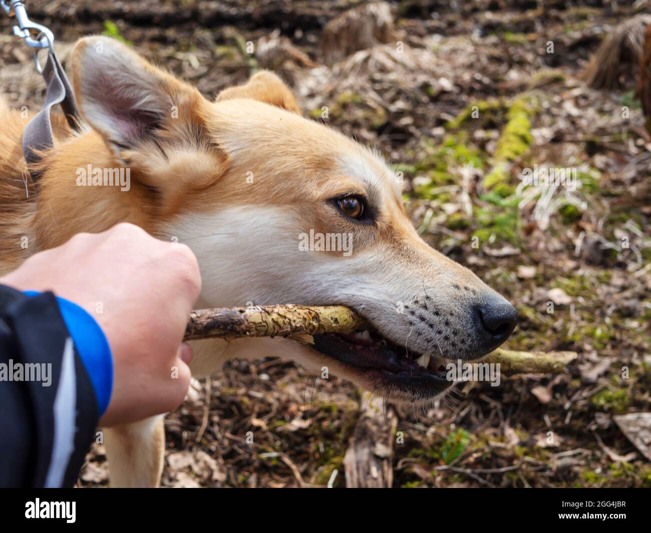 The dog pulling stick. Beautiful ginger dog, close-up portrait of red ...
