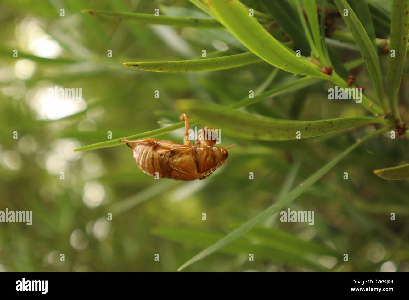 Shell and exoskeleton hi-res stock photography and images - Alamy