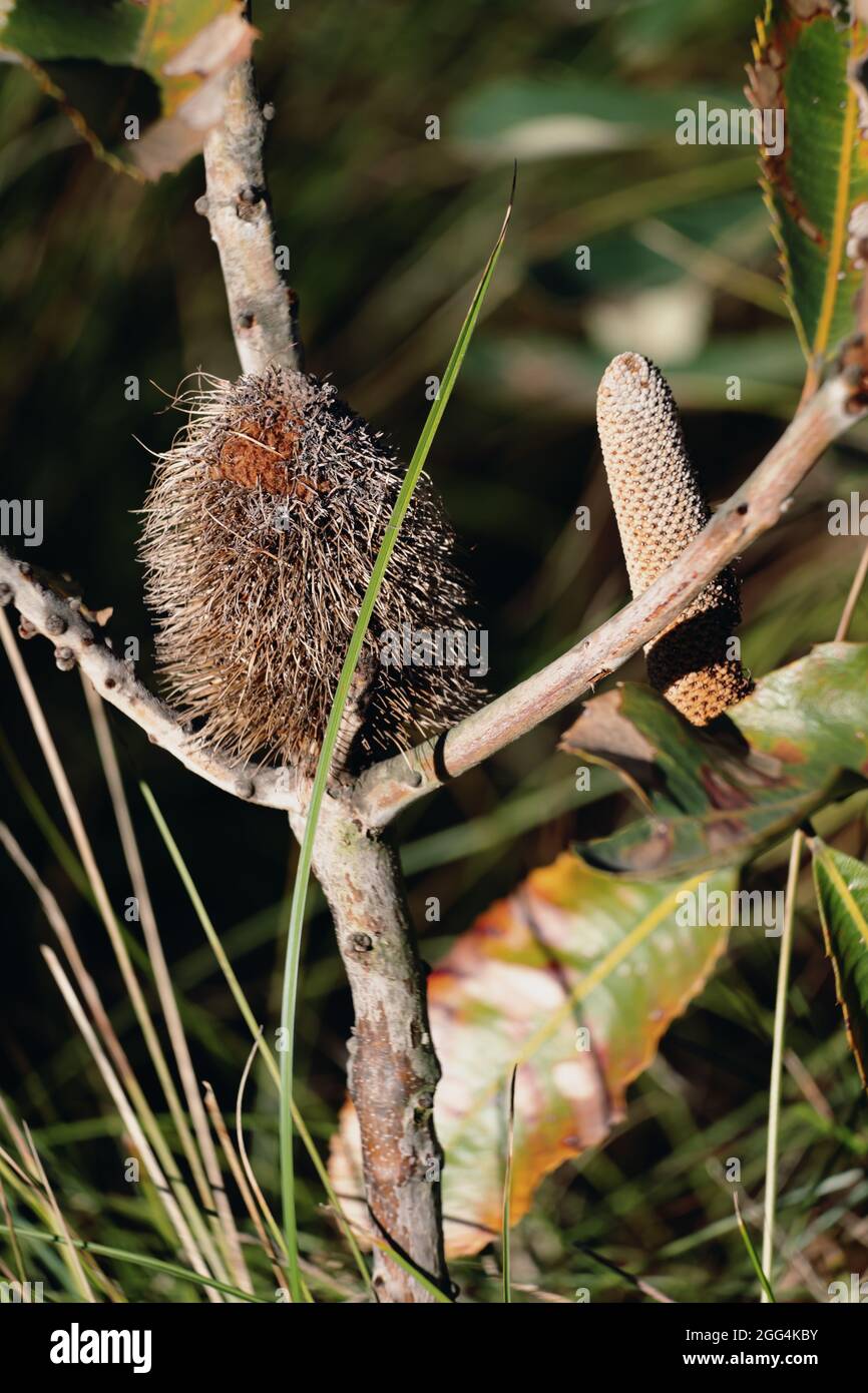Banksia robur, Australian Native plant Stock Photo - Alamy