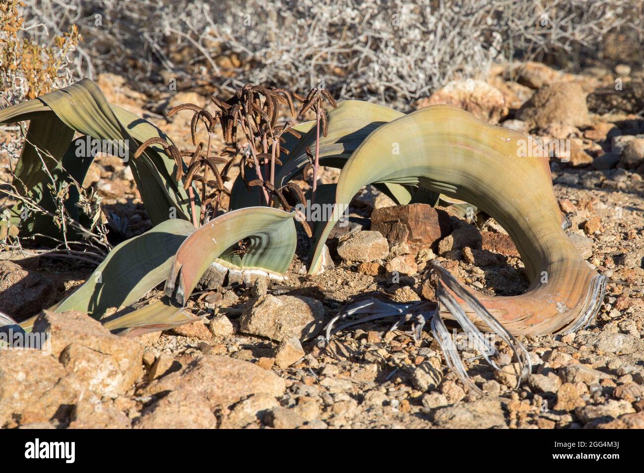 A Welwitschia plant from Namibia Africa and is also Namibia's national ...
