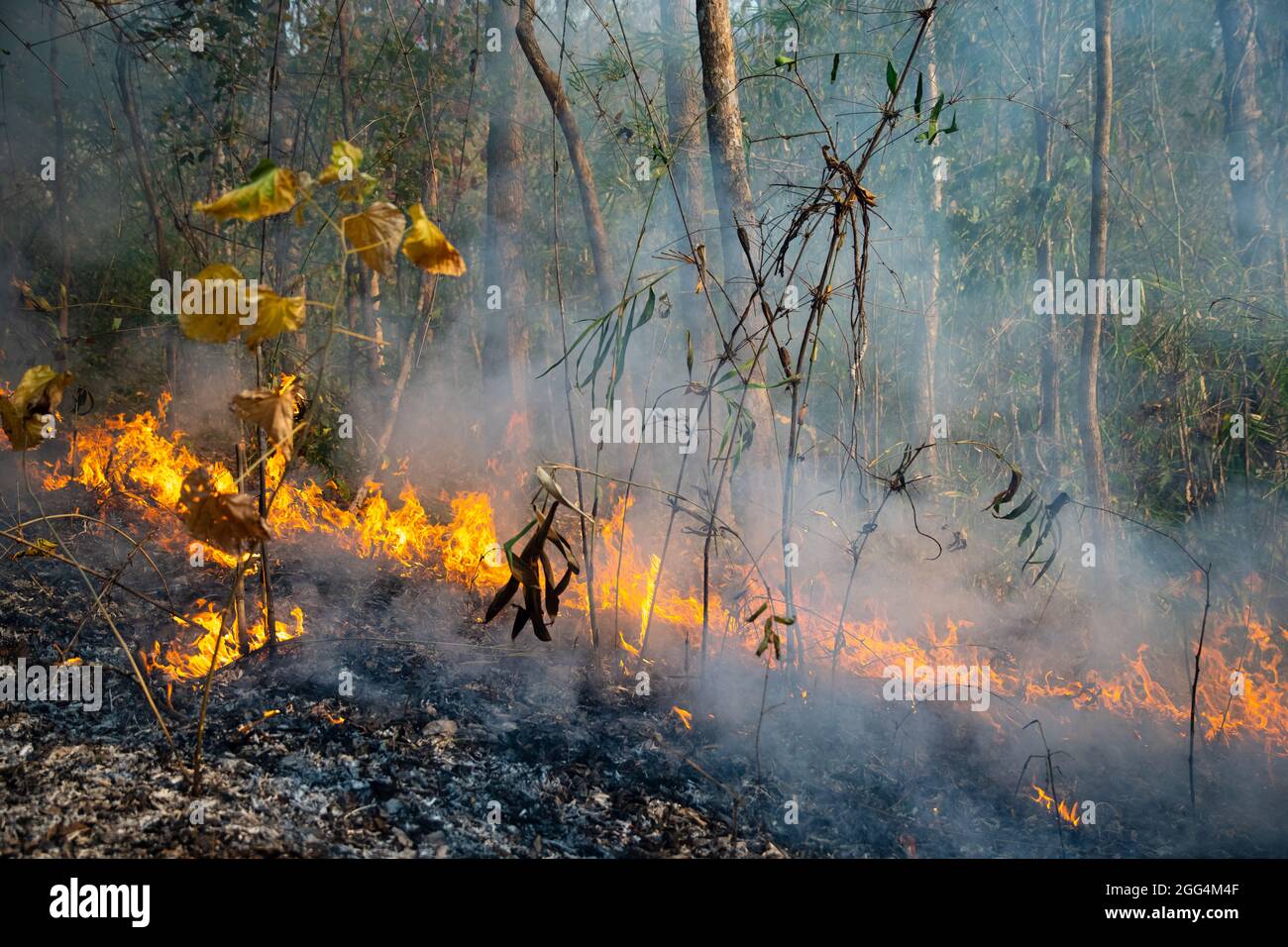 Forest fire disaster is burning caused by human Stock Photo - Alamy