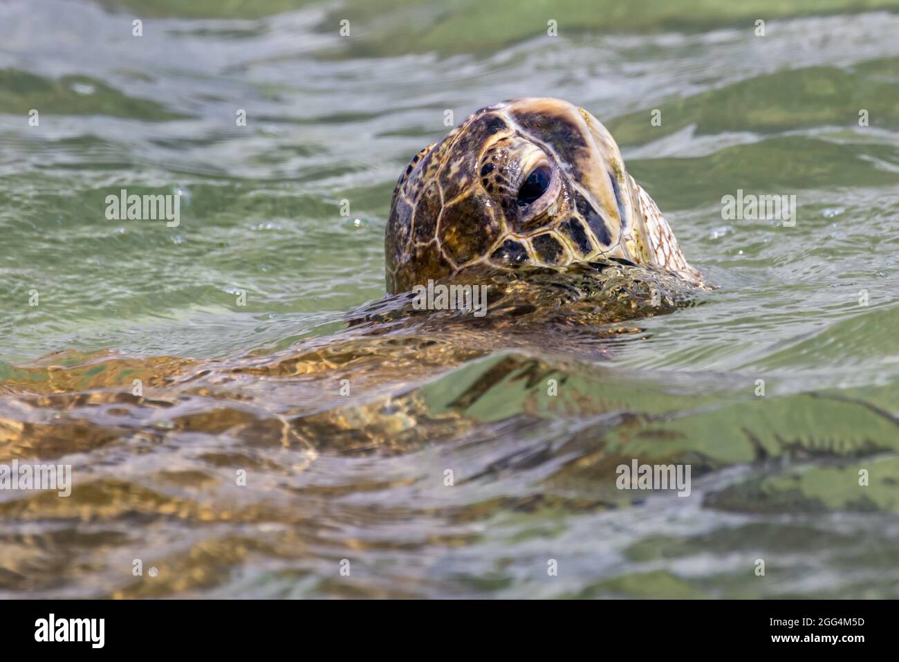 Green Sea Turtle breaking surface to breath Stock Photo - Alamy