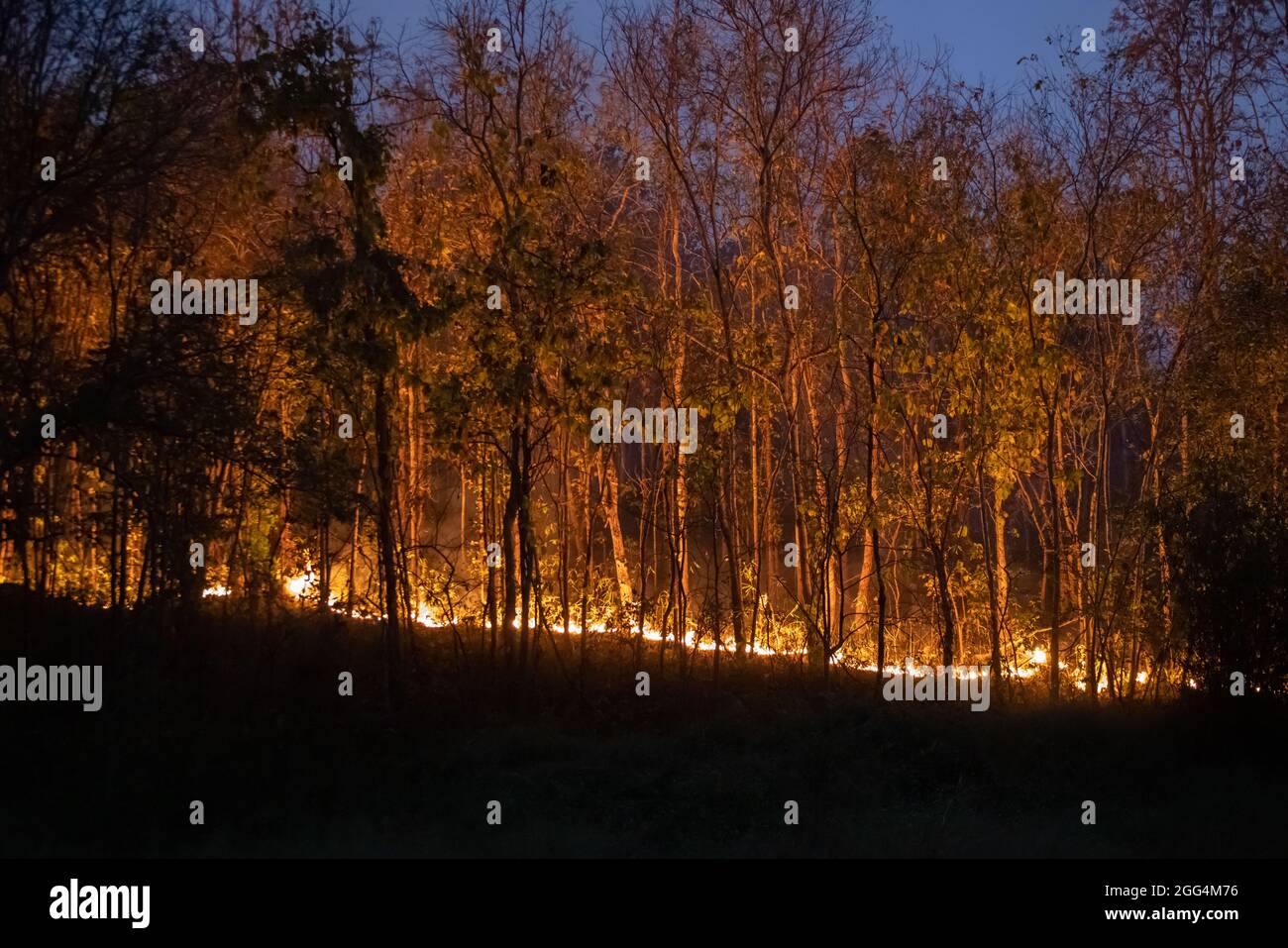 Forest fire disaster is burning caused by human Stock Photo - Alamy