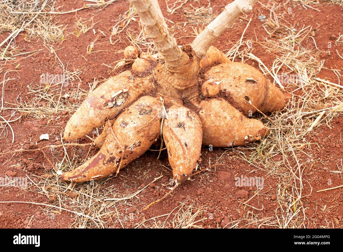 Closed up of tuber root part of cassava plant after cultivation Stock ...