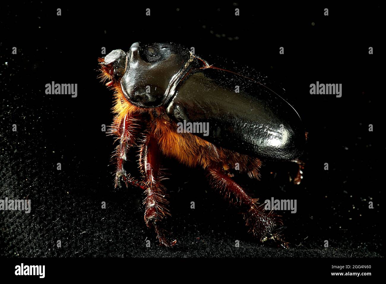 Sand scarab beetle (Pericoptus truncatus Stock Photo - Alamy