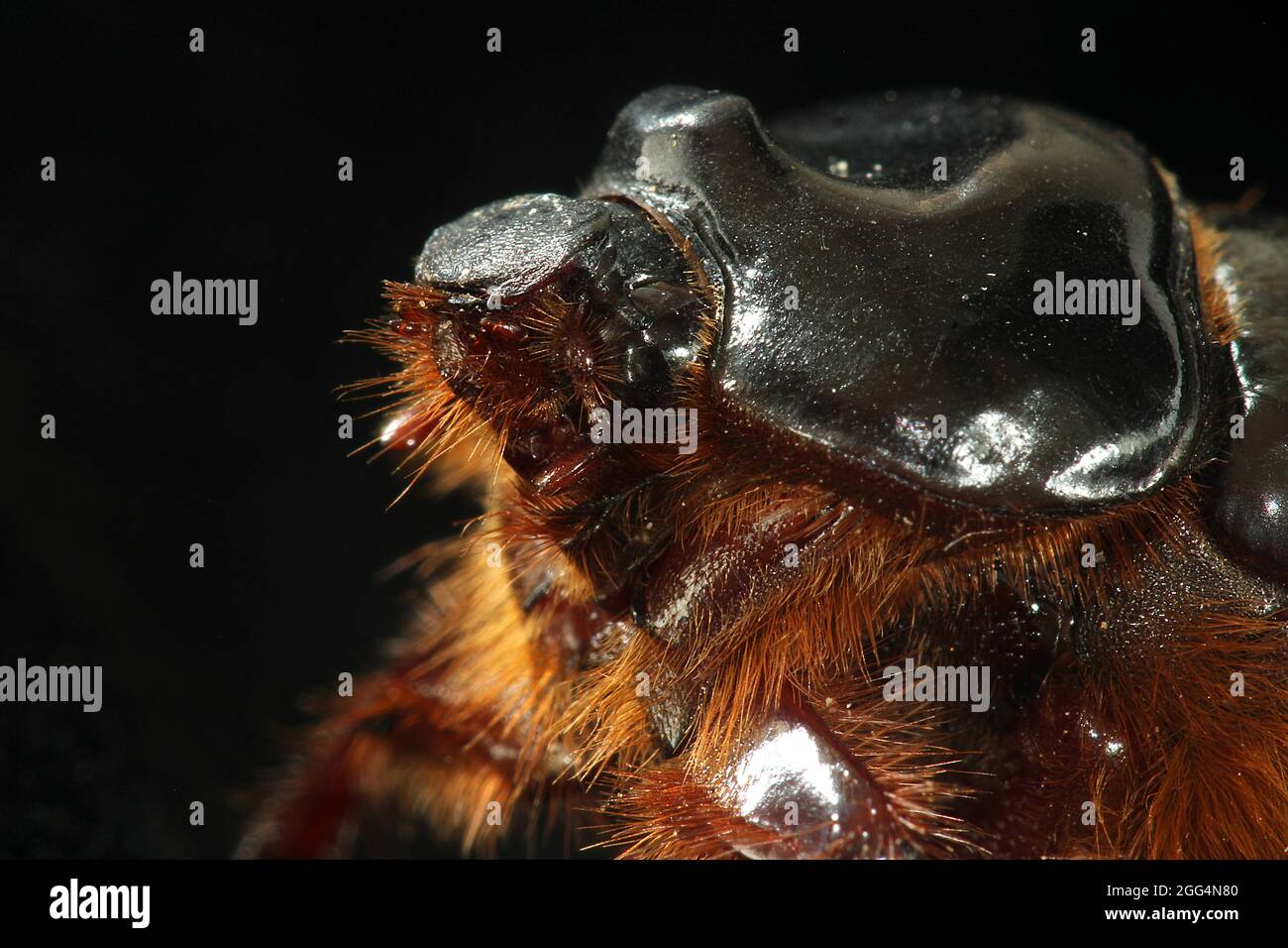 Sand scarab beetle (Pericoptus truncatus Stock Photo - Alamy
