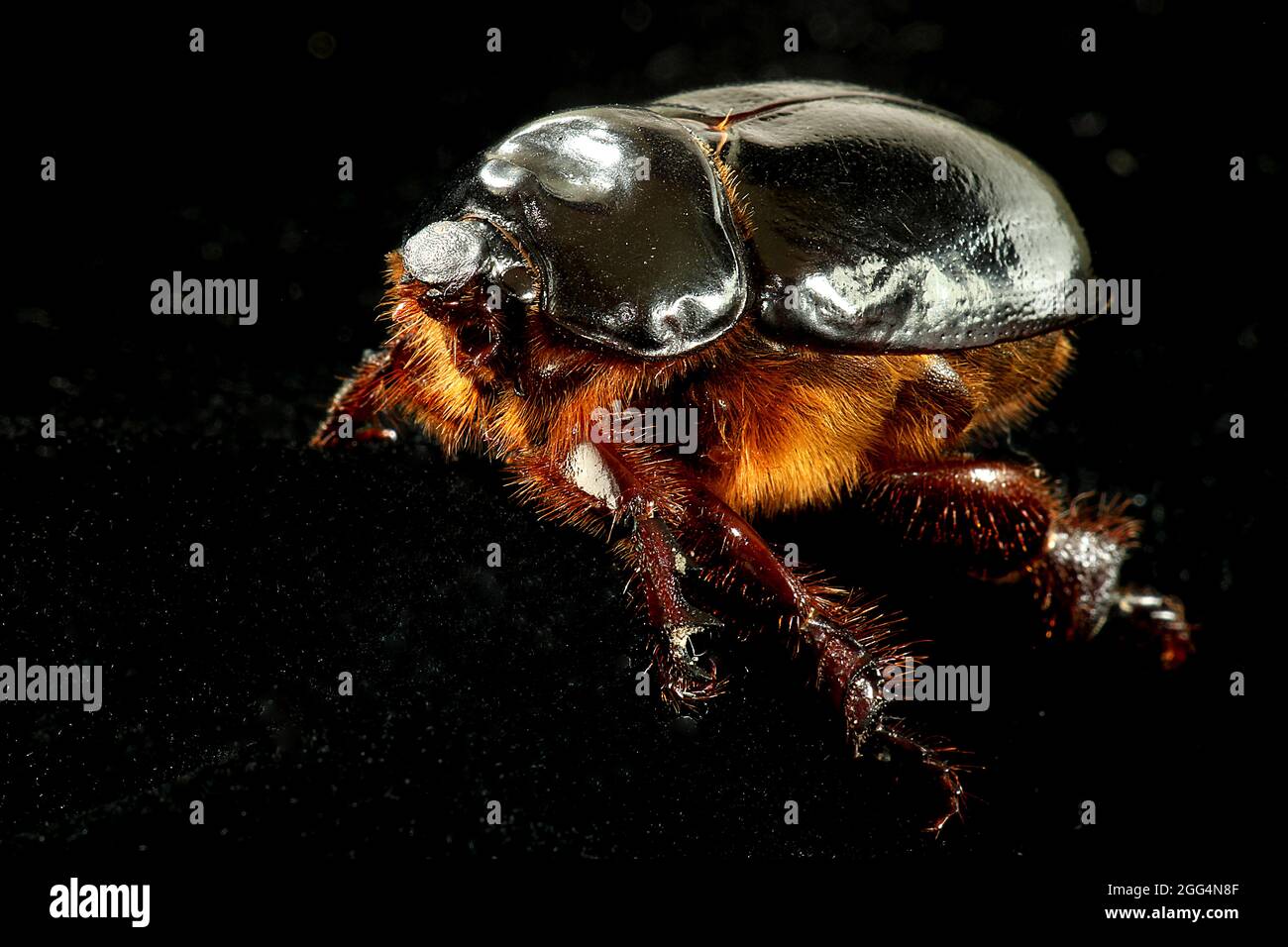 Sand scarab beetle (Pericoptus truncatus Stock Photo - Alamy