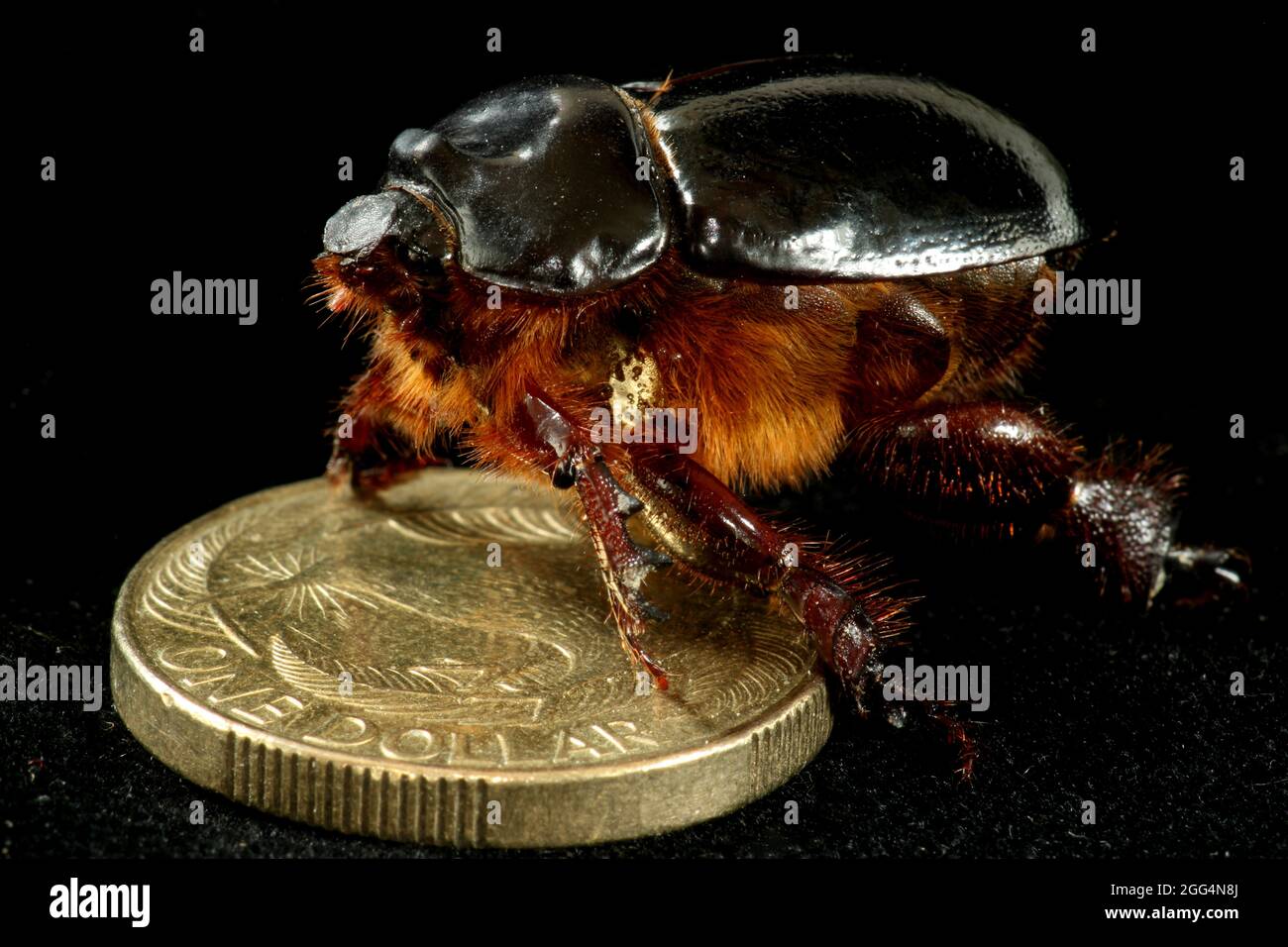 Sand scarab beetle (Pericoptus truncatus Stock Photo - Alamy