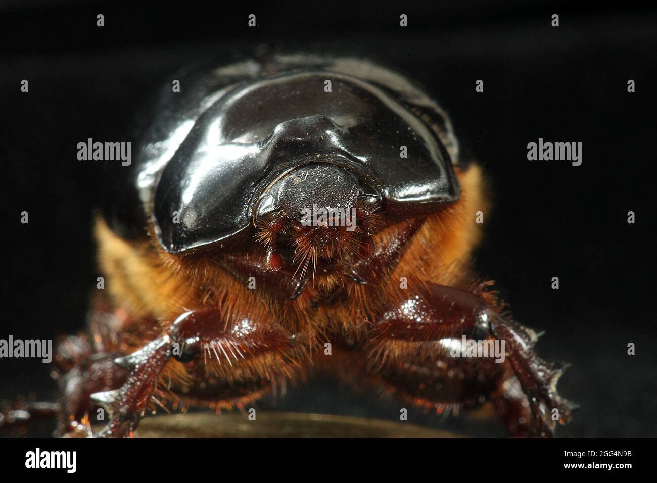 Sand scarab beetle (Pericoptus truncatus Stock Photo - Alamy