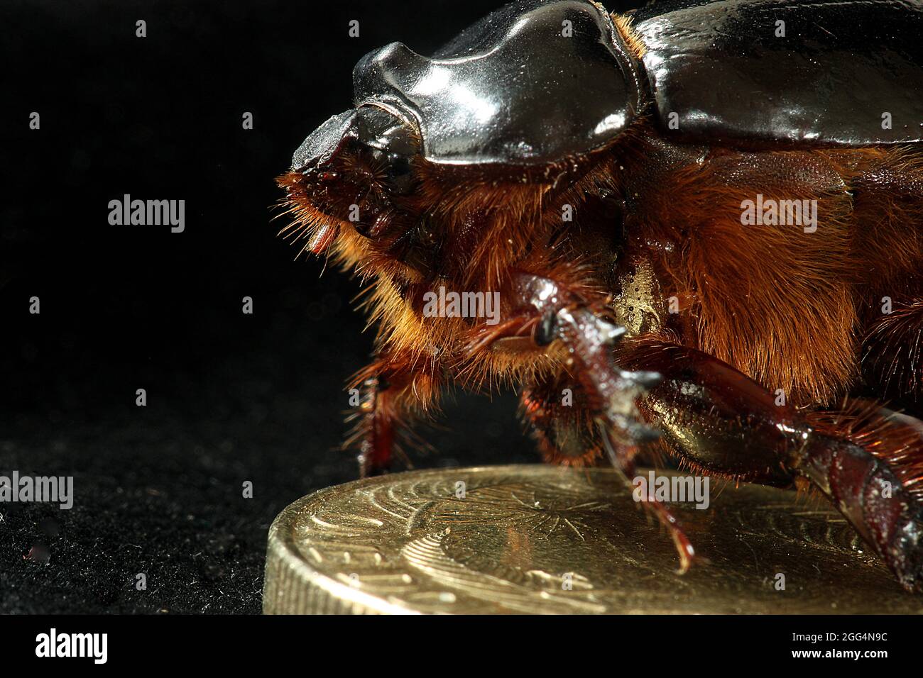 Pericoptus truncatus hi-res stock photography and images - Alamy