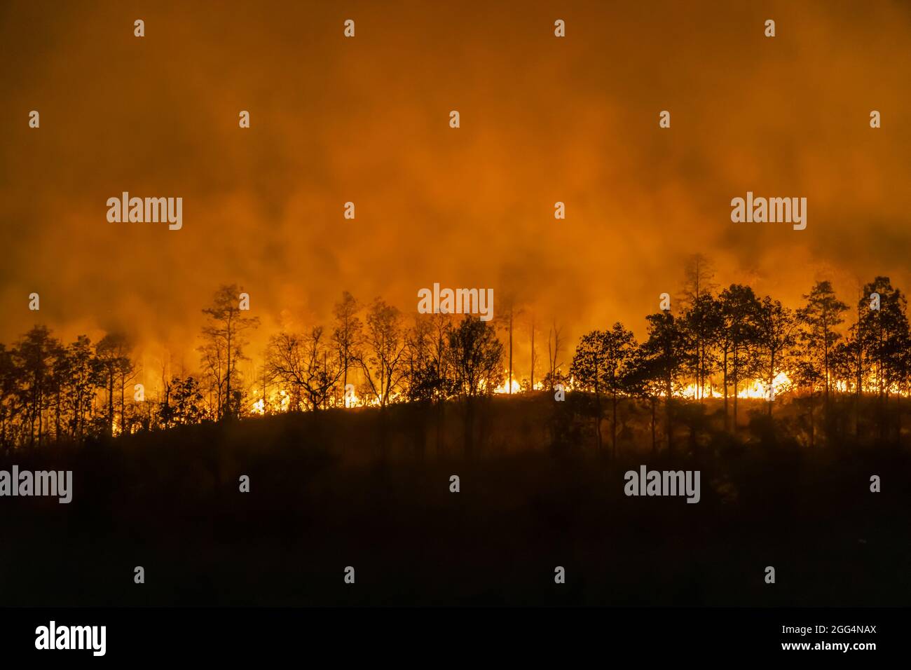 forest fire disaster is burning caused by human Stock Photo - Alamy