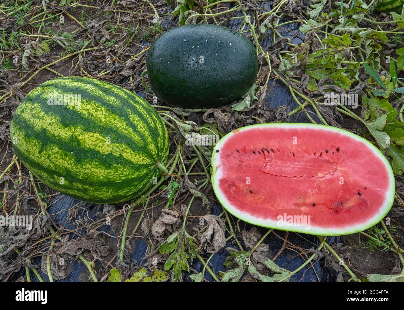 Lots ripe melons one hi-res stock photography and images - Alamy
